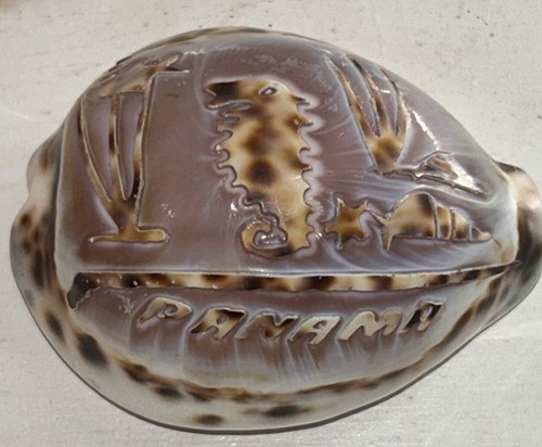 Cowrie Carved Sea Shell Panama Beach Souvenir Sailboat Sunset Ocean 2.5 ...