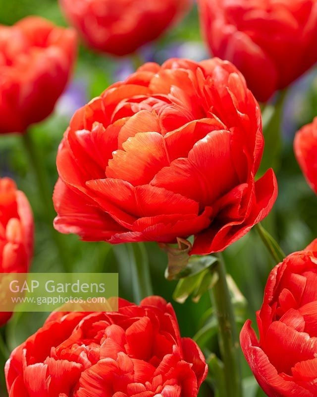 TULIP DOUBLE - LIMERICK- 8 bulbs | eBay UK