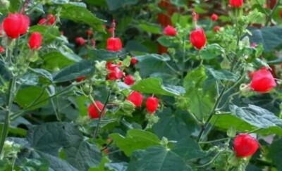 Turks Caps. Malvaviscus Arboreus. 20 Seed Pods. | eBay