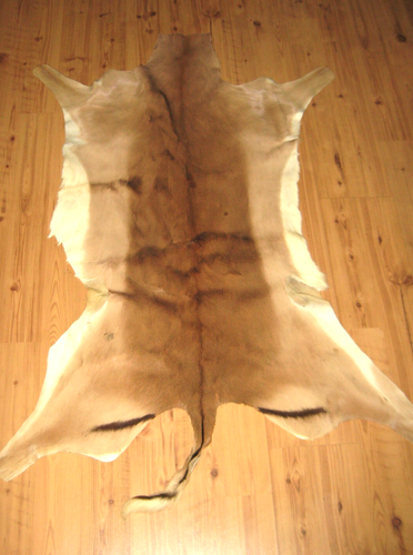 LARGE IMPALA SKIN HIDE | eBay