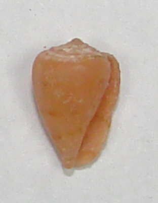 CONUS RUTILUS 10.27mm BEAUTIFUL SPECIMEN off Esperance, Western ...