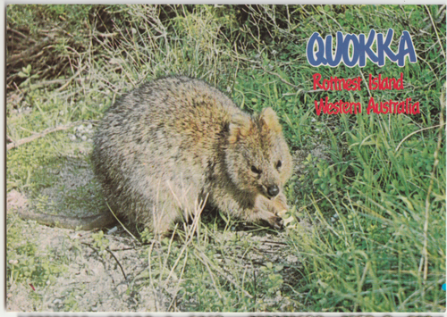 WESTERN AUSTRALIA WA Quokka ROTTNEST ISLAND Murray Views W12A postcard ...