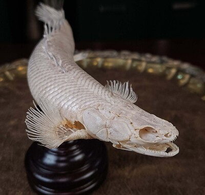 Real Mottled Bichir skeleton, Polypterus Weeksii, real fish skeleton ...