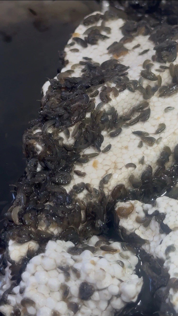 1 PORTION OVER 100+ PODS AMPHIPODS COPEPODS SALTWATER REEF SAFE LIVE ...