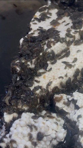 1 PORTION OVER 100+ PODS AMPHIPODS COPEPODS SALTWATER REEF SAFE LIVE ...