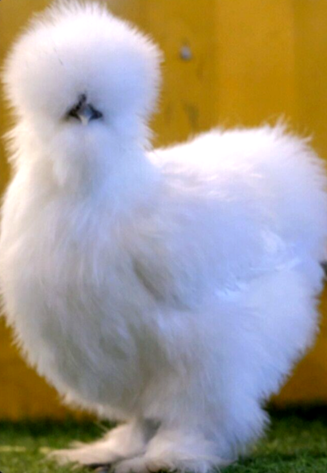 12 NPIP/AI CLEAN BEARDED SILKIE BANTAM HATCHING EGGS EXTREME SHOW ...