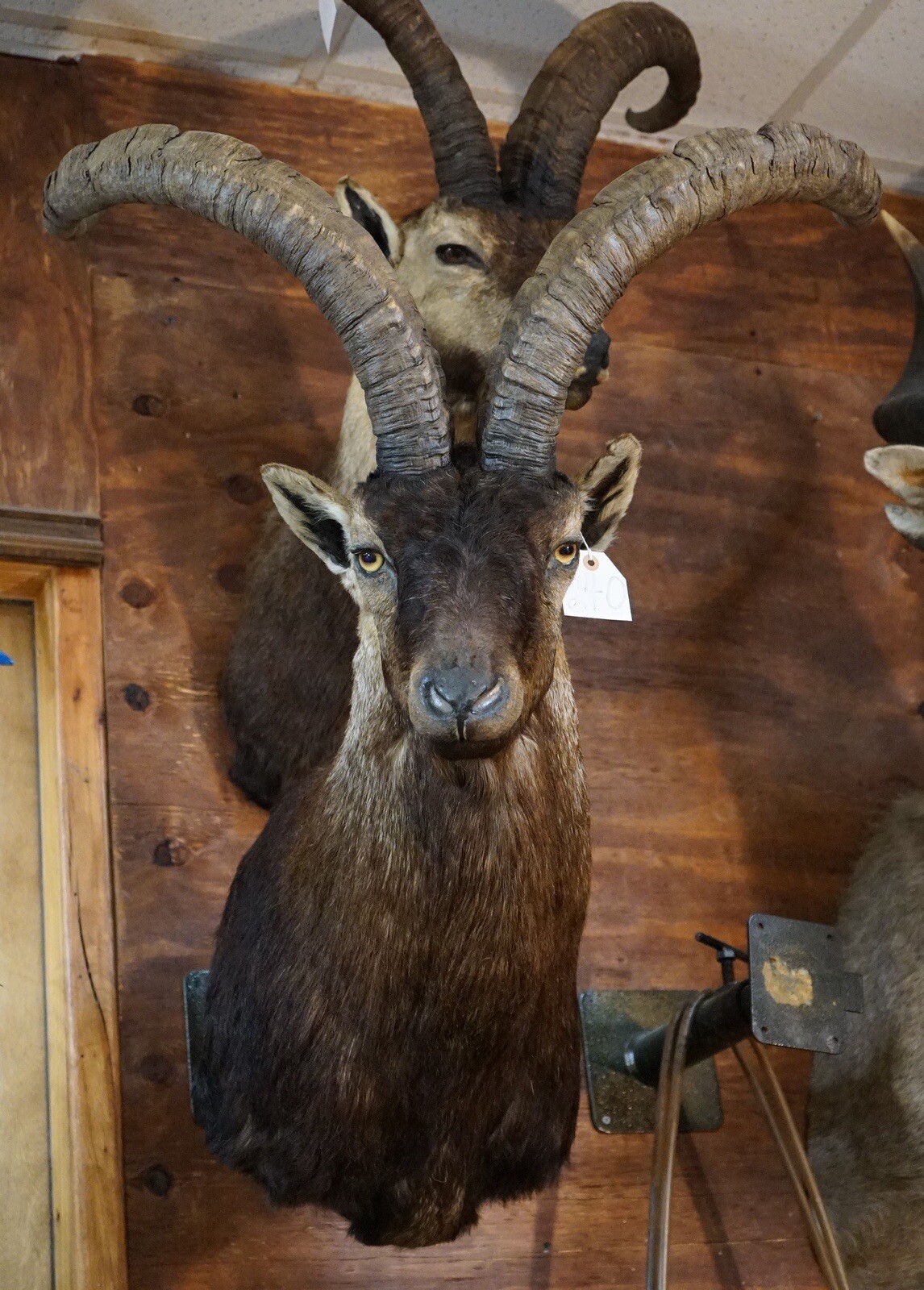 Record Class Gredos Ibex Shoulder Mount Taxidermy | eBay