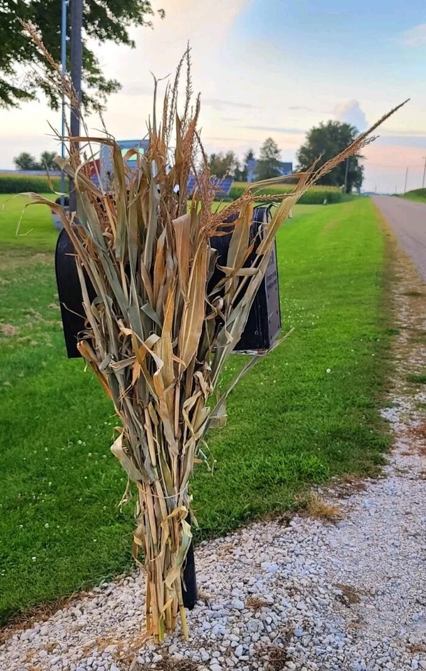 50" Dried Corn Stalk Bundle Fall Decor Thanksgiving Halloween Wedding ...