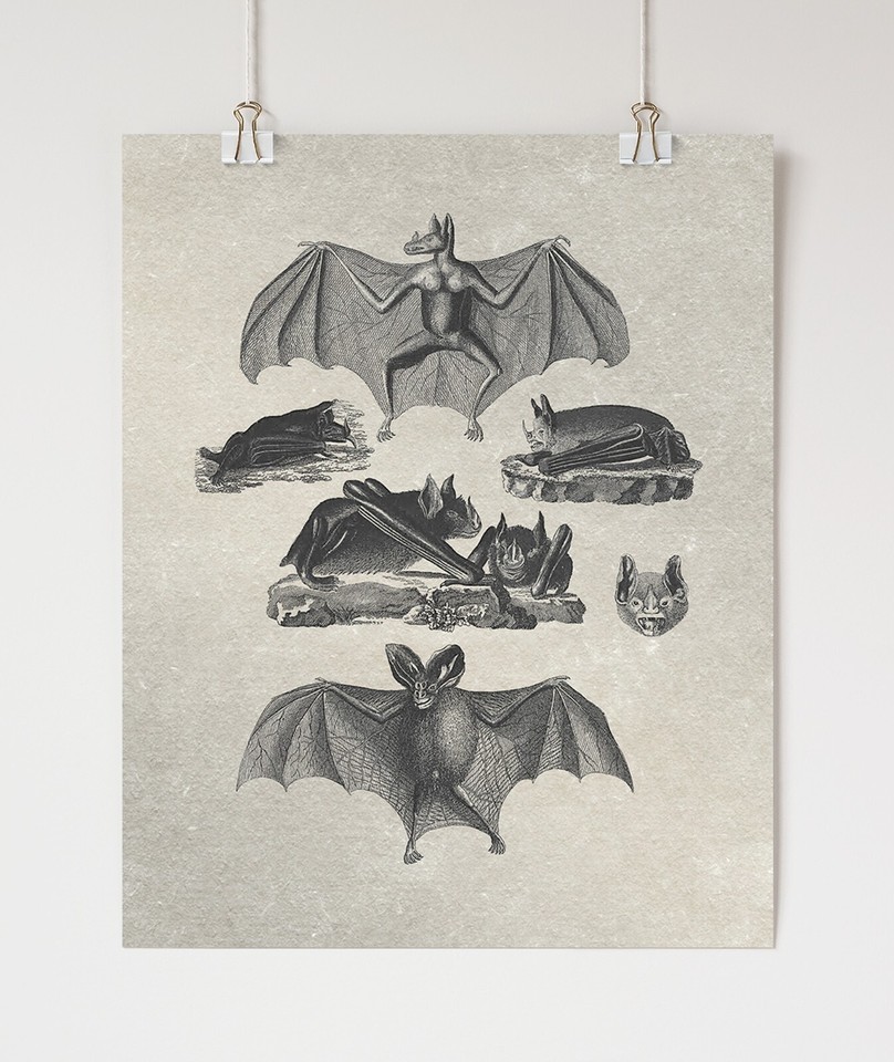 Gothic Wall Decor 6 (8x10) Bat Prints Whimsigothic Goth Gifts Pagan ...