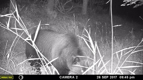 Moultrie A-30 Bundle 12 Megapixel Game Camera for sale online | eBay