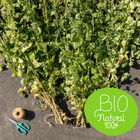 Catnip Tincture Organic Liquid Herbal Drops Natural Mood Sleep 2 OZ ...