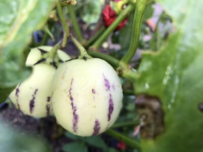 Pepino Melon Plant In Pot Over 30cm Homegrown Organic | eBay