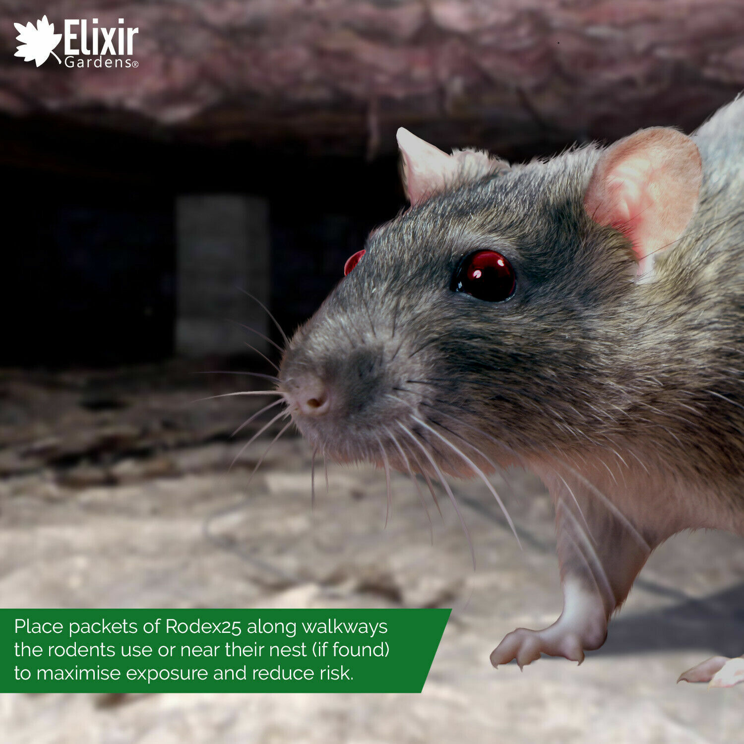 Rat & Mouse Poison | Rodex and Roban | Various Quantities | Pasta ...