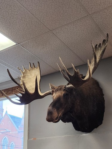 Alaskan Yukon Moose Shoulder Mount Outside Spread Approx 65" Detachable ...