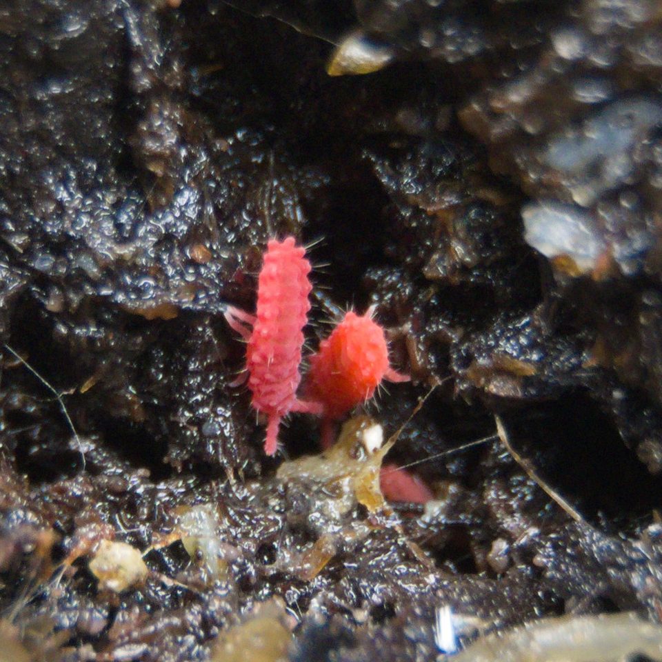 25+ Thai Red Lobella Springtails Rare Starter Culture Feeder LAG | eBay
