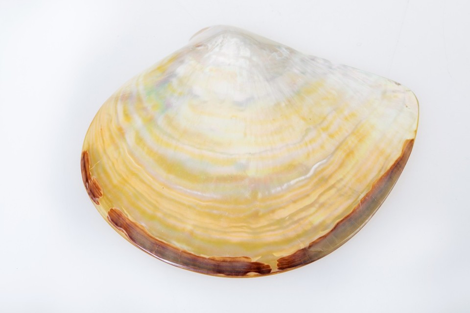 Black Mother of Pearl Polished Sea Shell Plate Jewelry Seashell ...