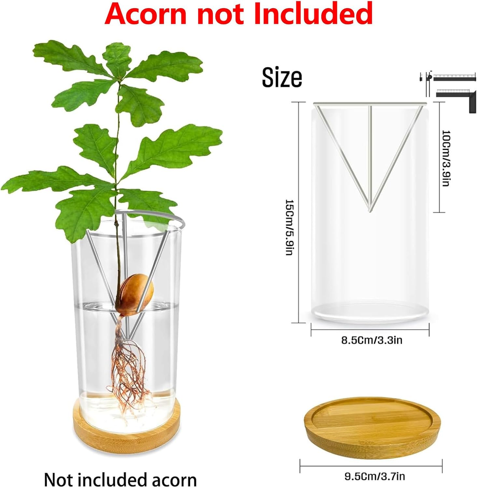 Glass Acorn Sprouting Seed Starter Vase - Acorns Tree Growing Kit with ...
