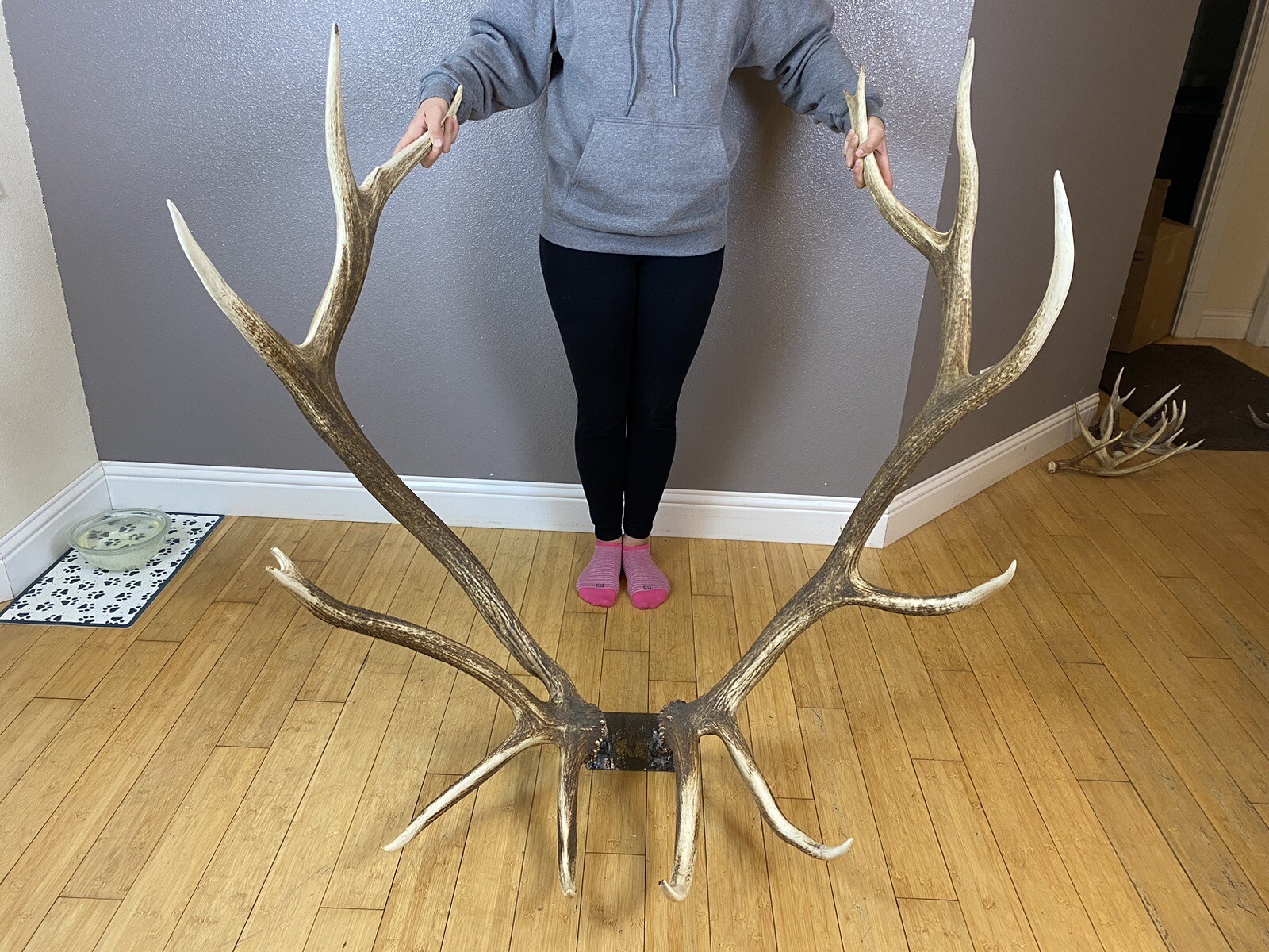 HUGE FREAK Matched Set 7x7 ELK ANTLERS SHEDS WILD IDAHO HORN MOOSE ...