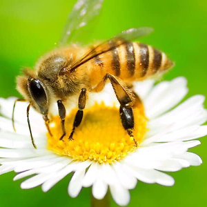 Honeybee Diecast | eBay Stores