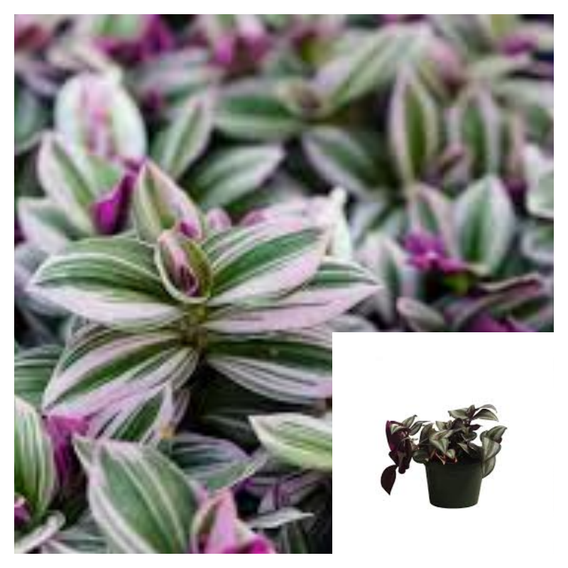 Tradescantia Nanouk Fluminensis Variega Purple Pink wandering jew Live ...
