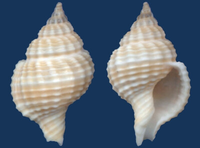 Shell Nassaria pusilla Seashell | eBay