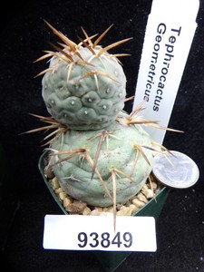 Tee Dee Cacti and Gold Prospecting | eBay Stores