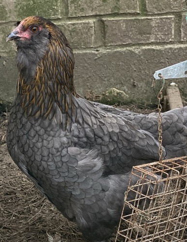 12 BYM Chicken Hatching Eggs Ameraucana Orpington Wyandotte Maran ...