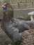 12 BYM Chicken Hatching Eggs Ameraucana Orpington Wyandotte Maran ...
