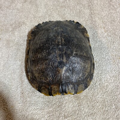 1 Red Eared Slider Turtle Shell 7”- 8”Taxidermy Oddity Craft Art decor ...