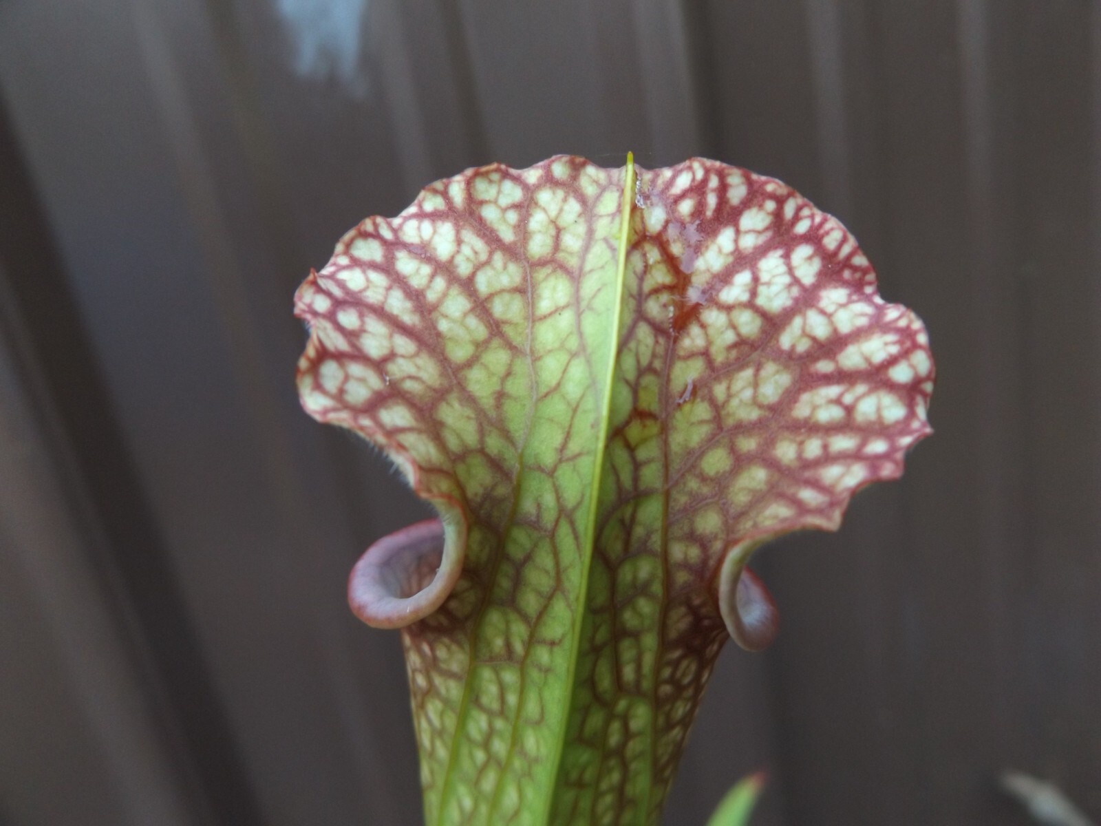 Sarracenia Elizabeth Ayden x Saurus live carnivorous plant - La Paz ...