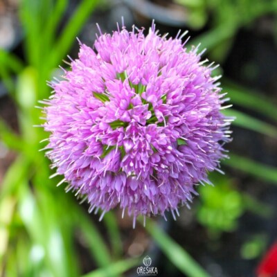 Allium nutans 20 PCS fresh seeds, Siberian chives, Blue chives, Flat ...