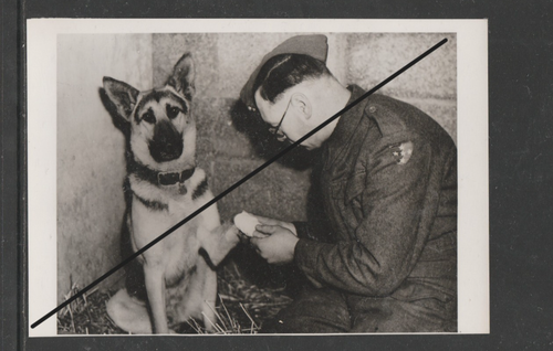 PHOTOGRAPH WW2 War Dogs Camp - Undergoing Training for Special Duties ...