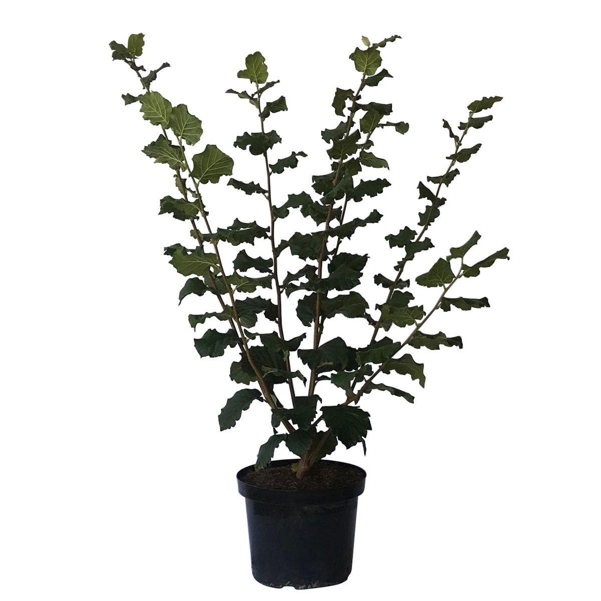 Hallesche Riesen Haselnuss Strauch 3-jähriger Busch ca. 100-120 cm 7,5 ...