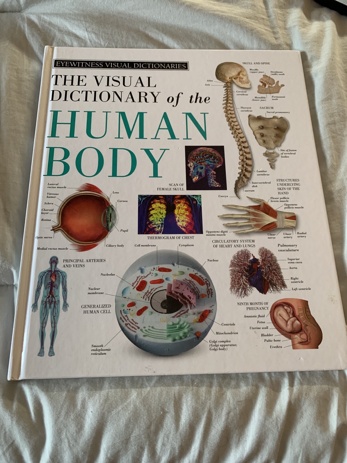The Visual Dictionary of the Human Body: Eyewitness Visual Dictionaries ...