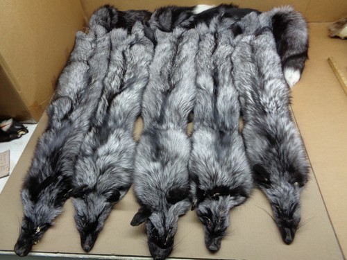 Tanned 2XL #1 Silver Fox Hide/Silver black Color/USA Furs/Taxidermy ...
