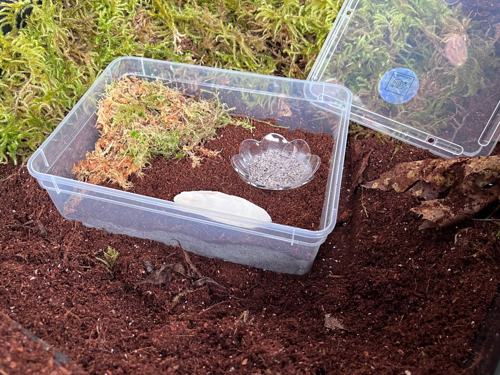 3L Giant African Land snail Starter Kit, Garden Snail, Complete Low ...