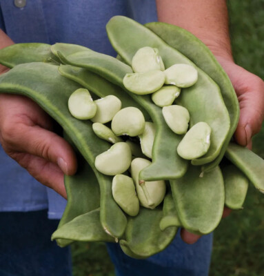 30 Lima Bean Seeds / Big Mama / POLE BEAN / ORGANIC / FLORIDA GROWN | eBay
