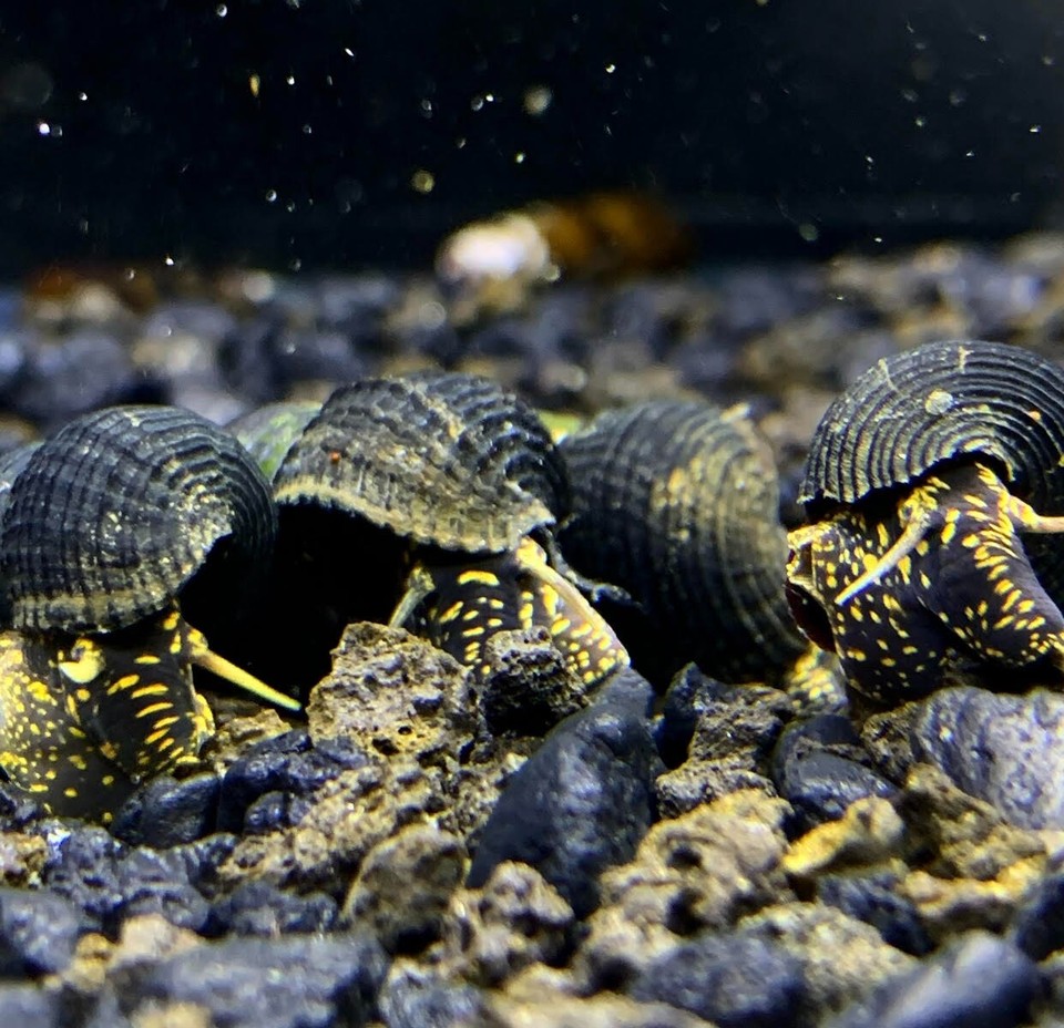 2 Yellow Flake Rabbit Snails (Tylomelania Sp.) - Elephant Snail | eBay