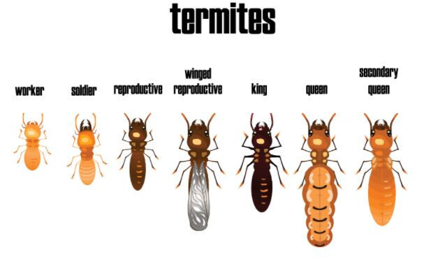 20 oz Termidor Foam BASF Termiticide TERMITE ANT CONTROL RTU FOAM ~FAST ...