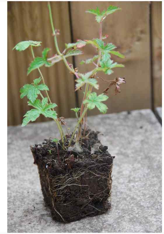 5 Pink Hardy Geranium 'Wargrave' Pink Bare root. | eBay UK