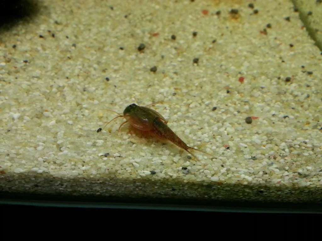 Triops Eggs