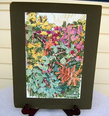 1927 MATHURIN MEHEUT Etude De La Foret, Blackberries Print,Paris Plate ...