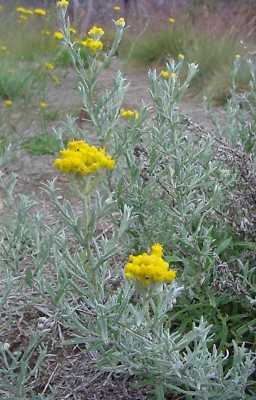 Clustered Everlasting Daisy chrysocephalum semipapposum 100 Fresh Seeds ...