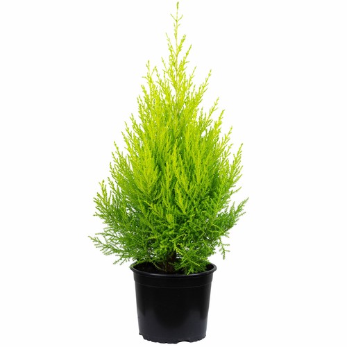 Cyprès d'intérieur "Goldcrest Wilma" Pyramide - Cupressus - Hauteur ...