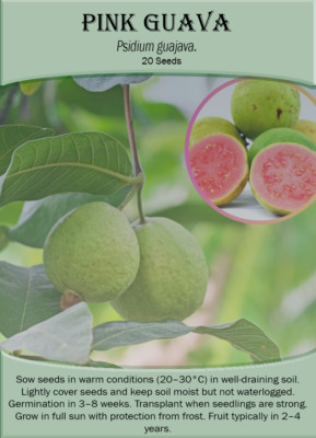 Pink Guava (Psidium Guajava) x 20 Seeds | eBay UK
