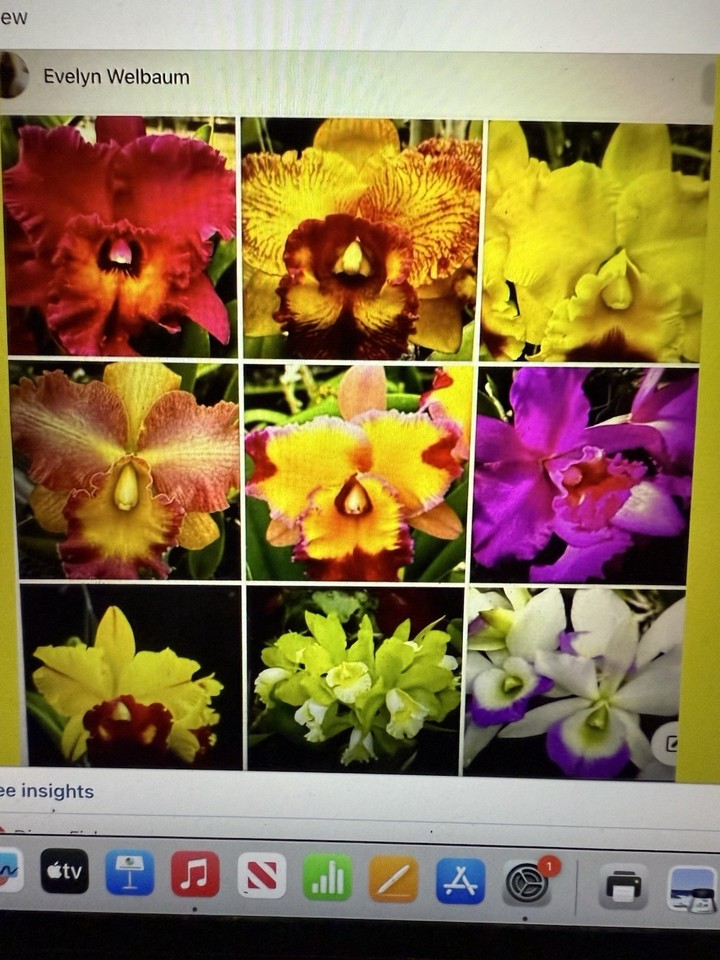 Orchid Plant Cattleya surprise 2 stems div not perfect no tag bare root ...