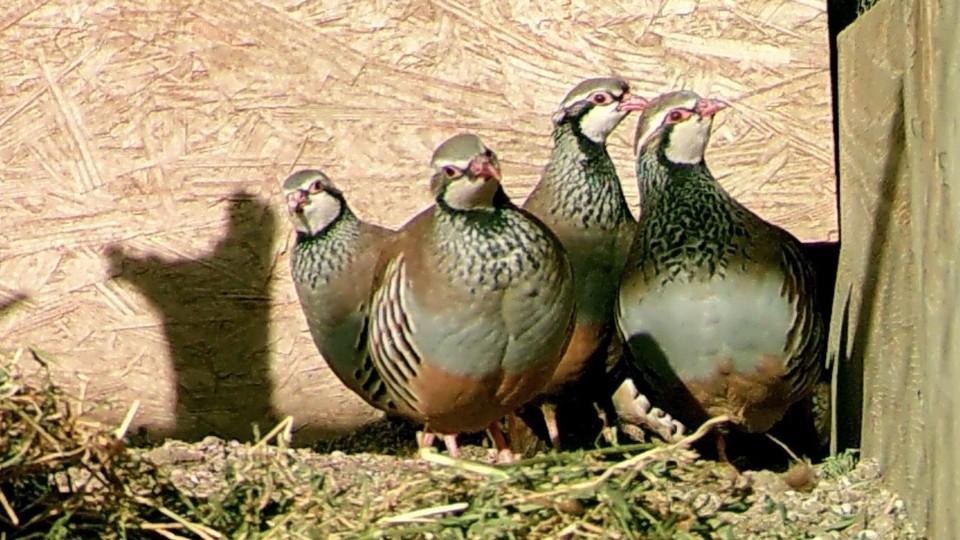 PRE-SALE 6 +1 Red-Legged Partridge Eggs —READ DESCRIPTION— Ships In ...
