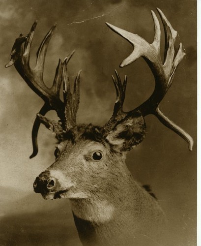 Vintage Deer Hunt Unbelievable Antlers Non Typical Rack Whitetail Deer ...