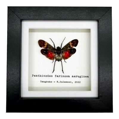 Red Spotted Lantern Fly (Penthicodes farinosa aeruginea) Shadow Box ...