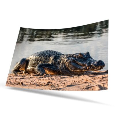 Poster A1 Large Black Caiman Crocodile #51321 | eBay UK